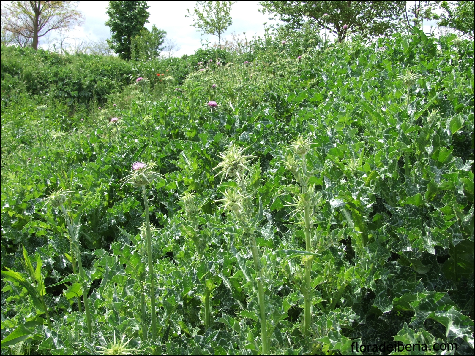 "Silybum marianum" Cardo mariano