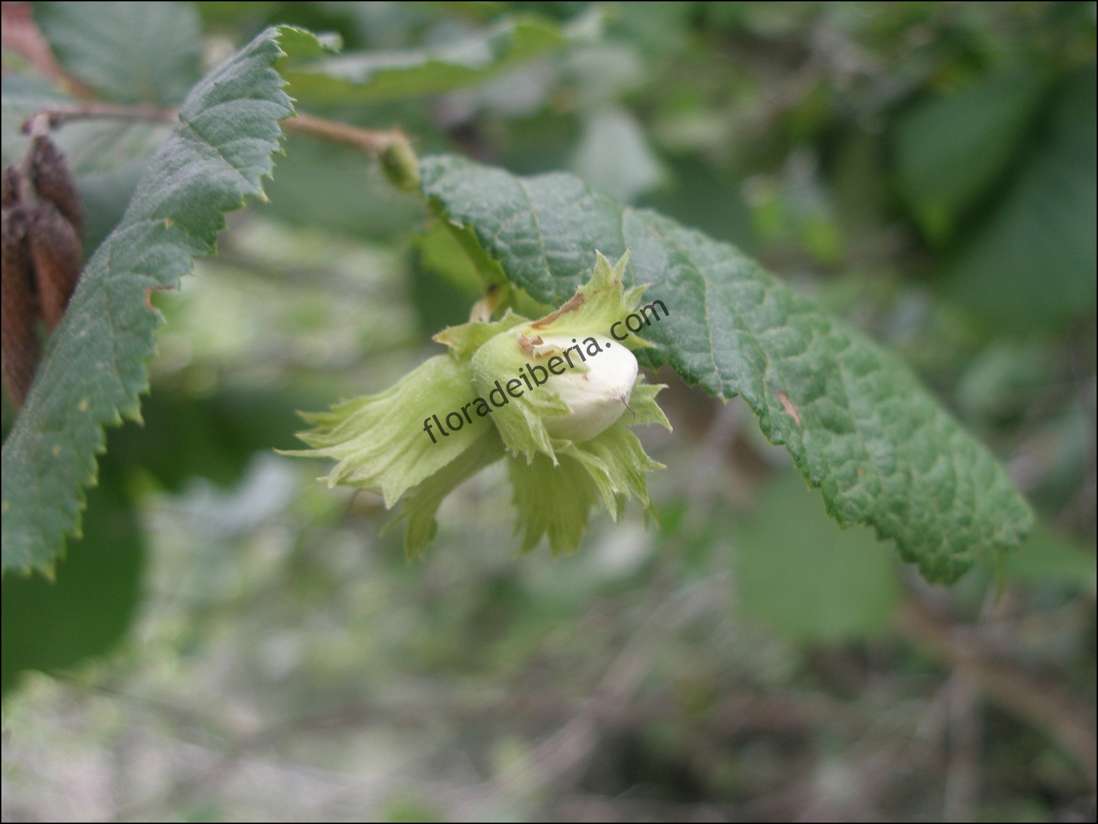 "Corylus avellana" (Avellano)
