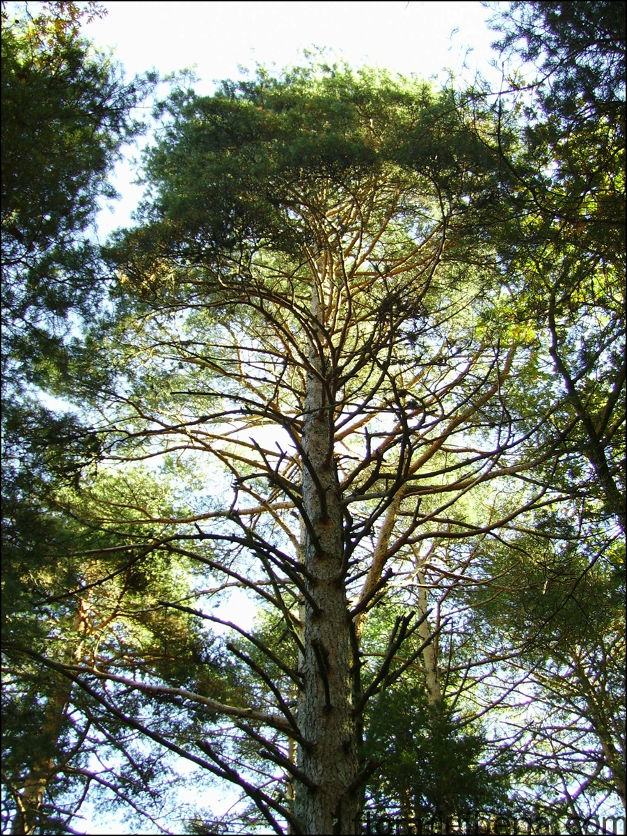 "Pinus sylvestris" (Pino albar, pino silvestre)