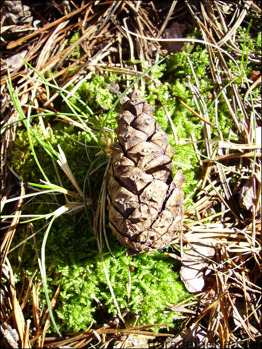 "Pinus sylvestris" (Pino albar, pino silvestre)