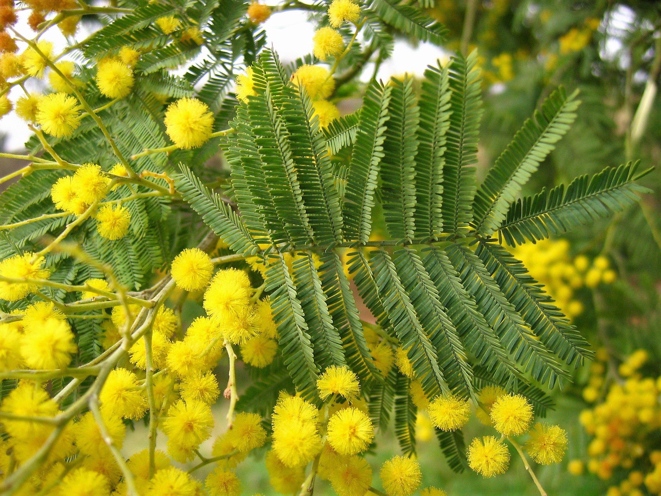 Árbol de acacia: características, tipos y usos principales