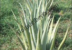 sabila – Flora de Iberia