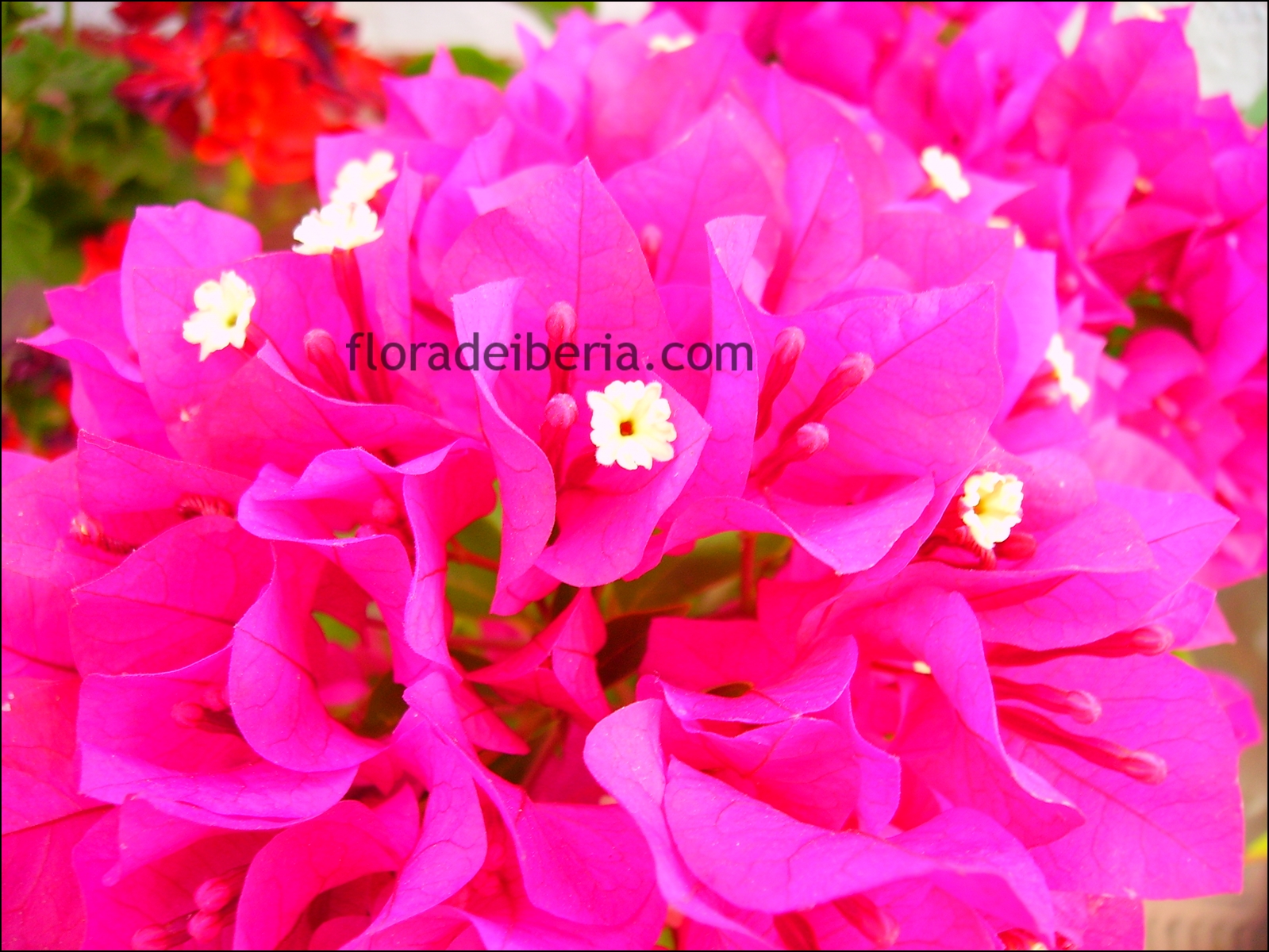 "Bougainvillea spectabilis" (Buganvilla, trinitaria.)