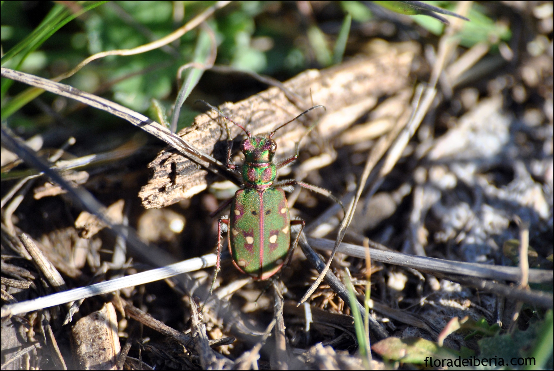 "Cicindela sp" (Cicindelas, Escarabajos cazadores o tigre)