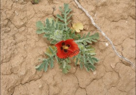«Glaucium corniculatum» (Amapola loca – Flora de Iberia