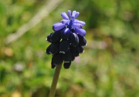 Flora de Iberia