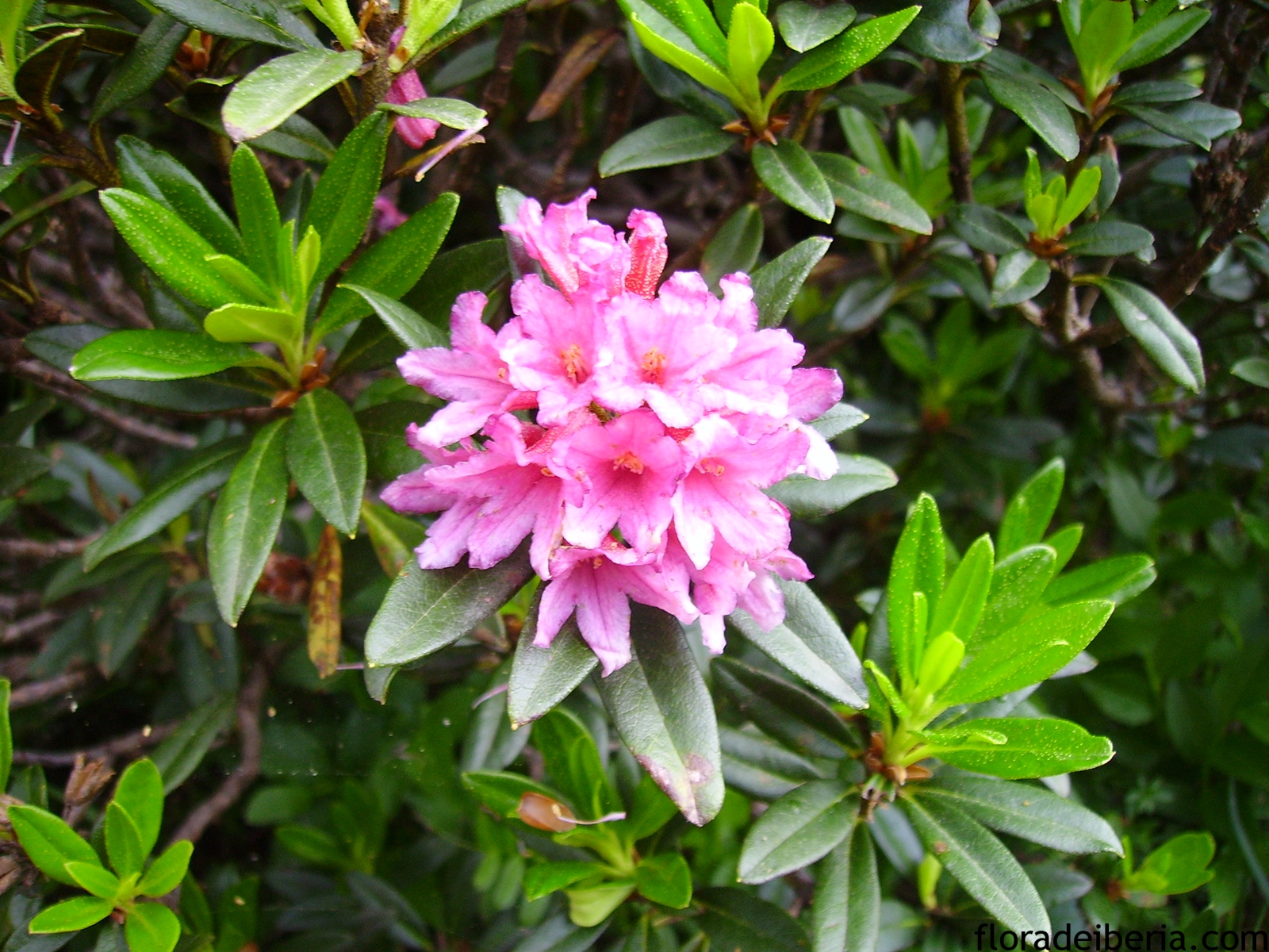 "Rhododendron ferrugineum" (Rododendro, Neret).